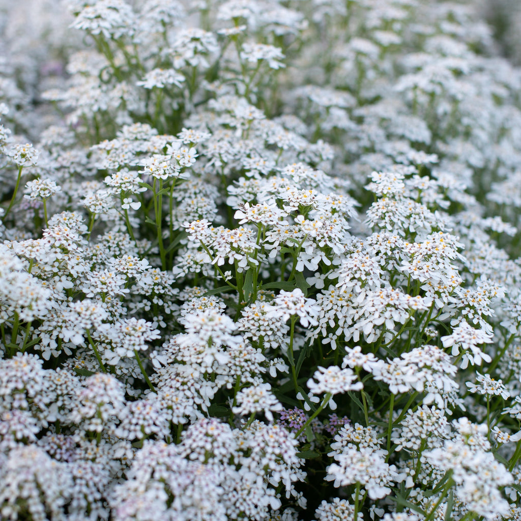 Candytuft Pinnacle White – Floret Library