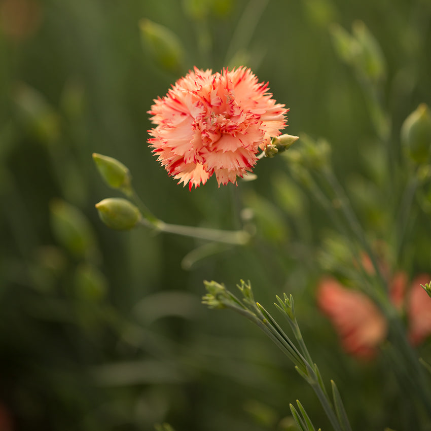 Orange Carnation Flower Carnation Color Meanings And Symbolism Guide