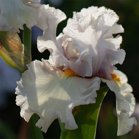 Iris Chenille – Floret Library