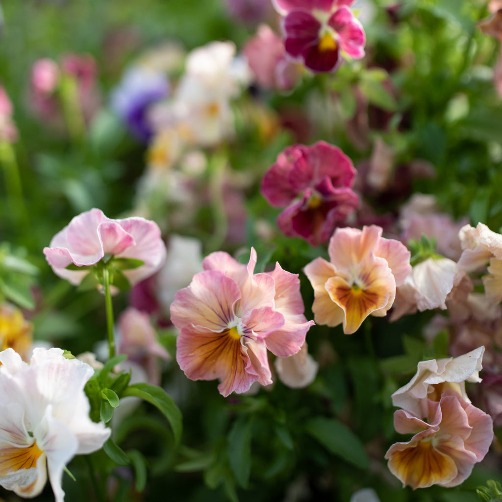 Pansy Chianti Mix – Floret Library