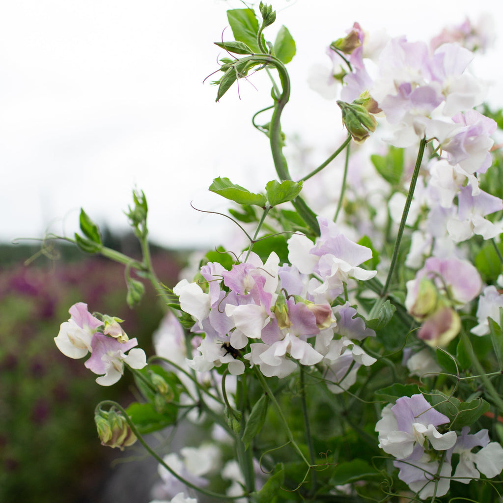 Sweet Pea Cold Steel – Floret Library