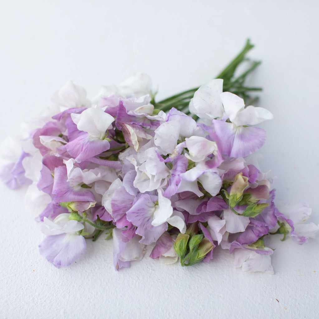 Sweet Pea Cold Steel – Floret Library