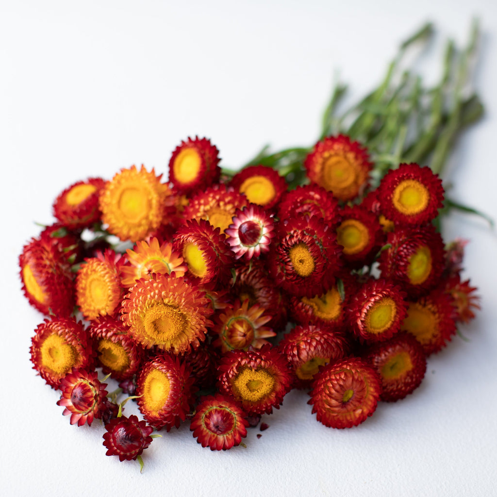 Strawflower Copper Red – Floret Library