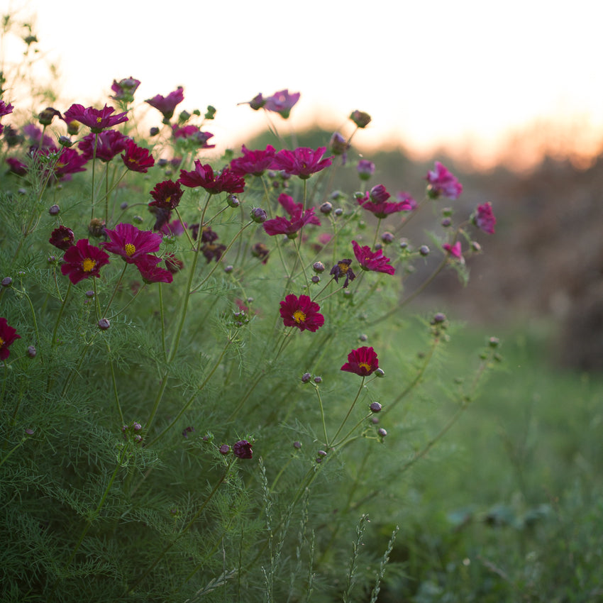 Cosmos Double Click Cranberries – Floret Library
