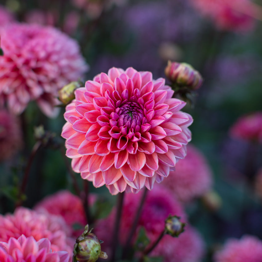 Dahlia Daisy Duke – Floret Library