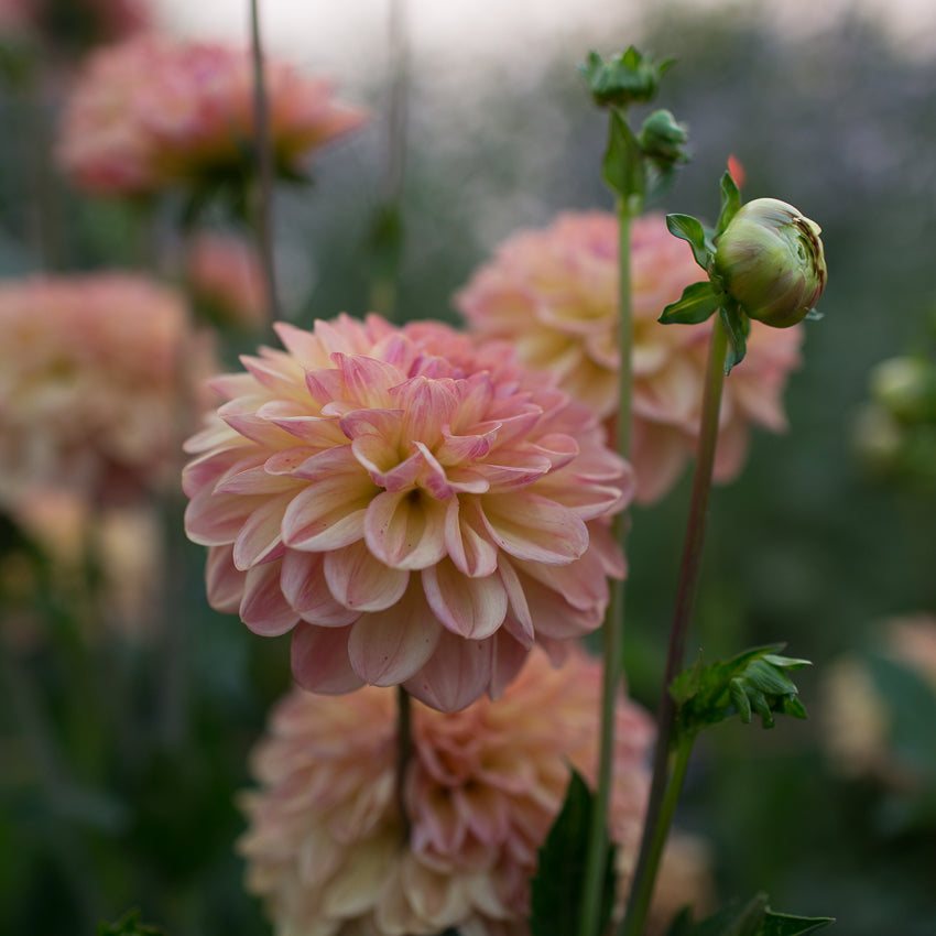 Dahlia Lark’s Ebbe – Floret Library