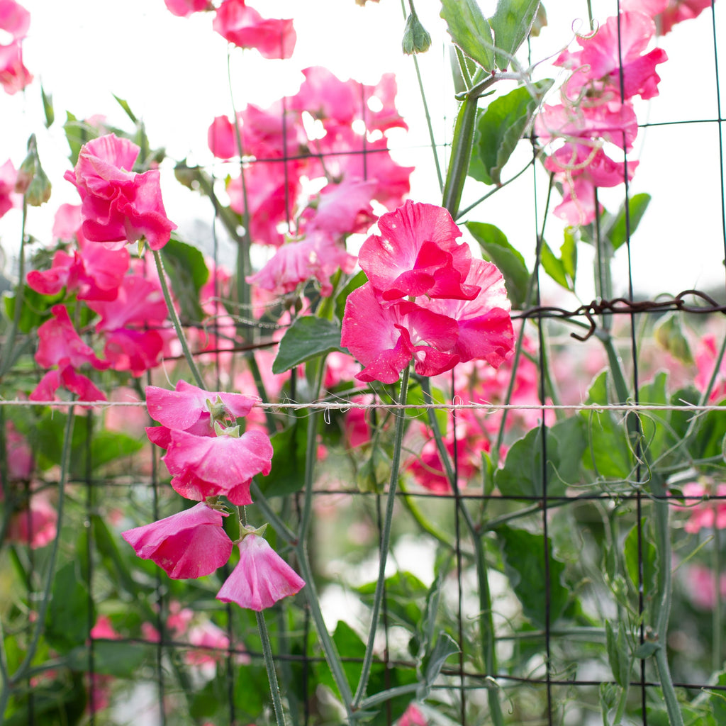 Sweet Pea Daily Mail – Floret Library