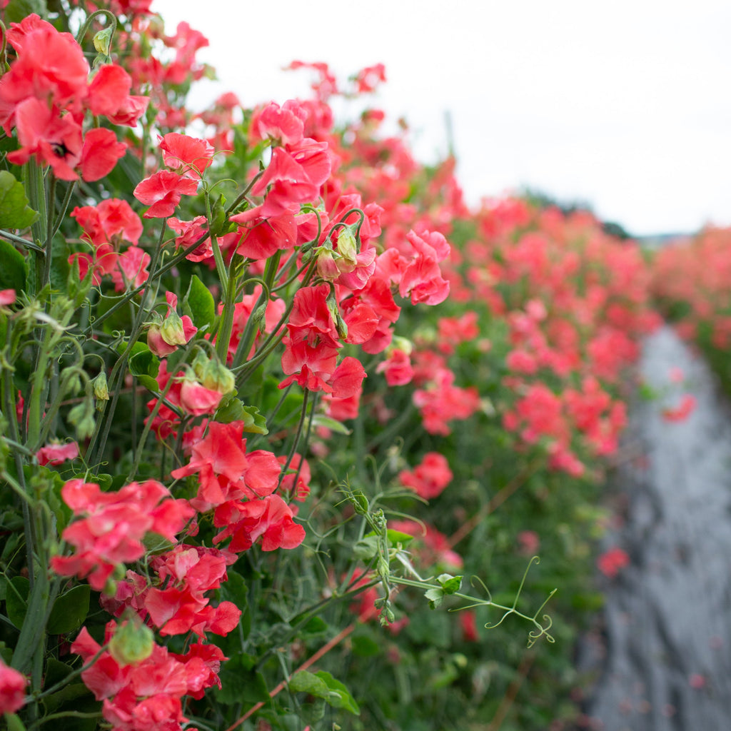 Sweet Pea Edith Flanagan – Floret Library