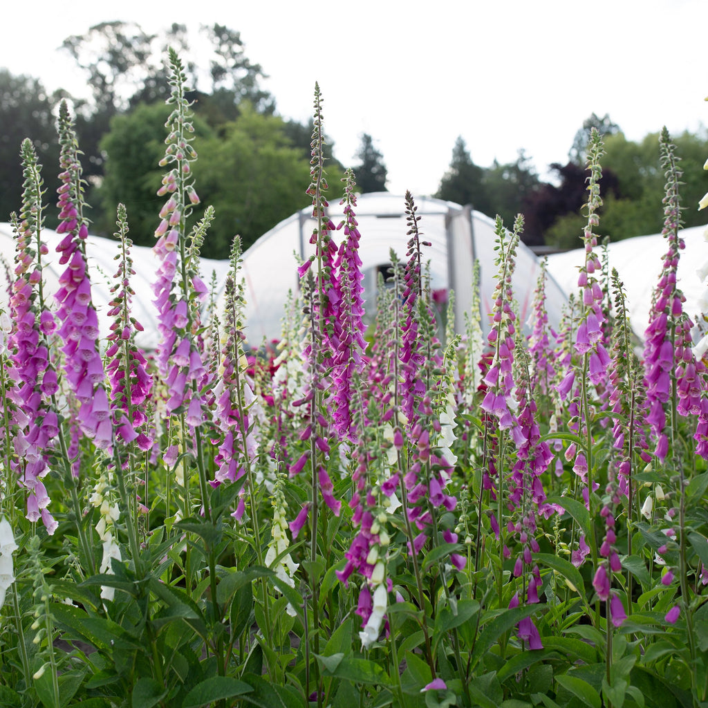 Digitalis Purpurea Excelsior Hybrids