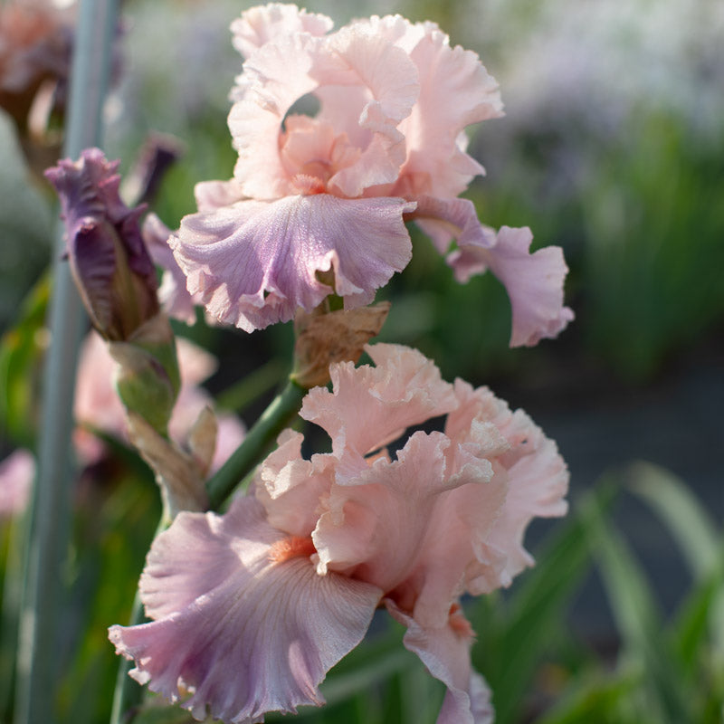 Iris Bellini – Floret Library