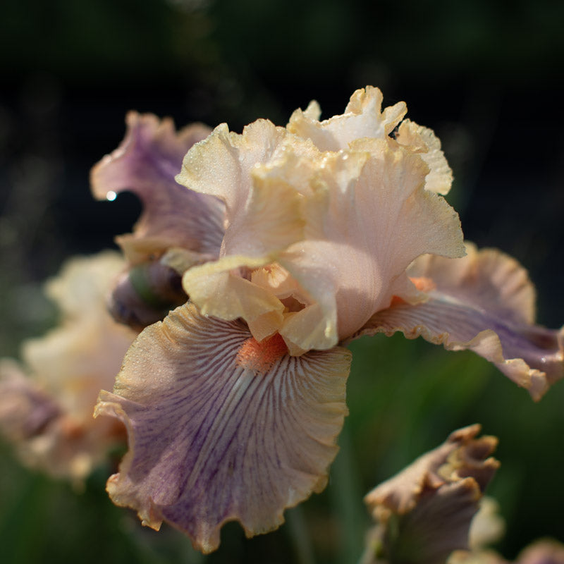 Iris Carnival of Color – Floret Library