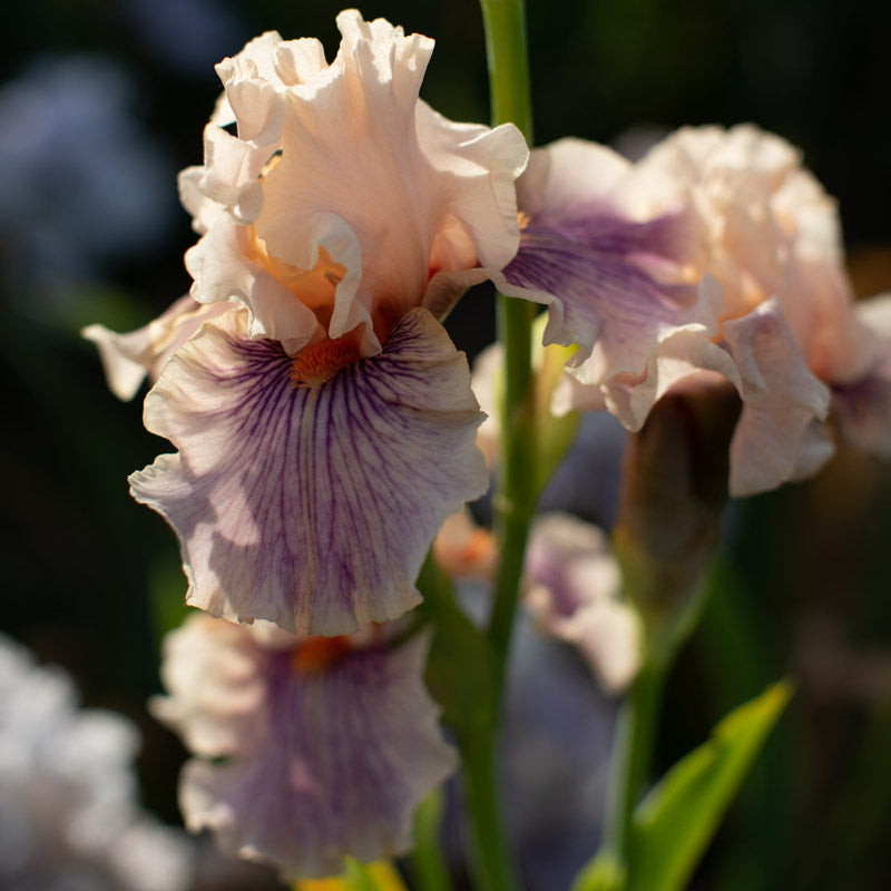 Iris Center Line – Floret Library