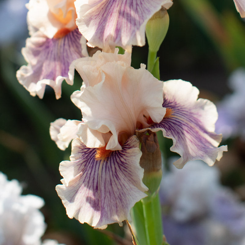 Iris Center Line – Floret Library