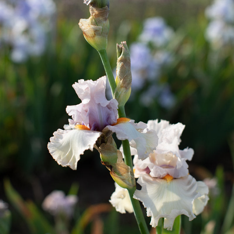 Iris Chenille – Floret Library