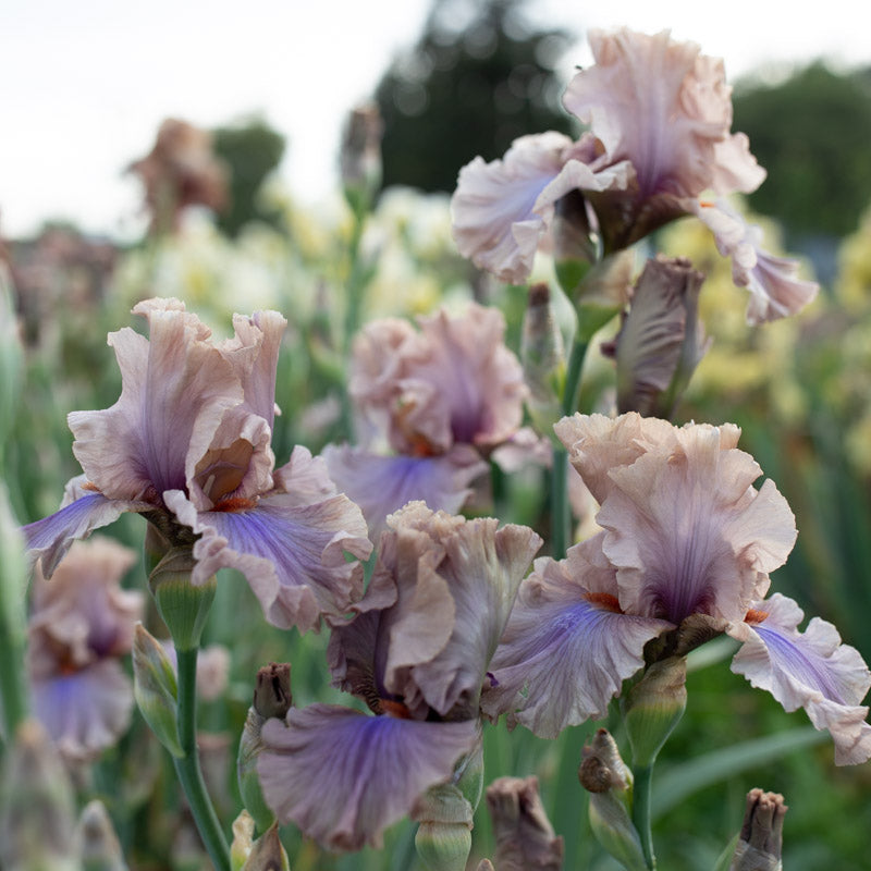 Iris Coffee Trader – Floret Library