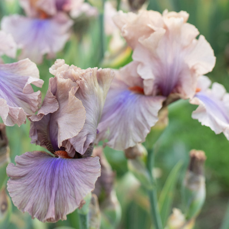 Iris Coffee Trader – Floret Library