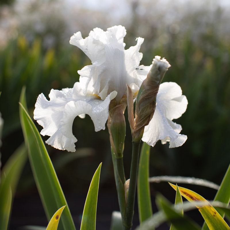 Iris Destined To Dance – Floret Library