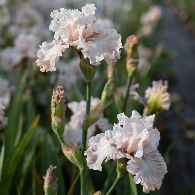 Iris Friendly Advice – Floret Library