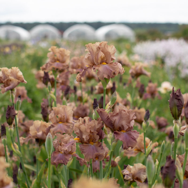 Iris Full Of Magic – Floret Library