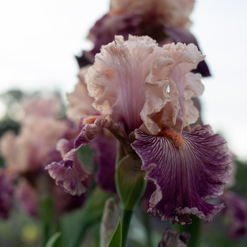 Iris Full Of Magic – Floret Library