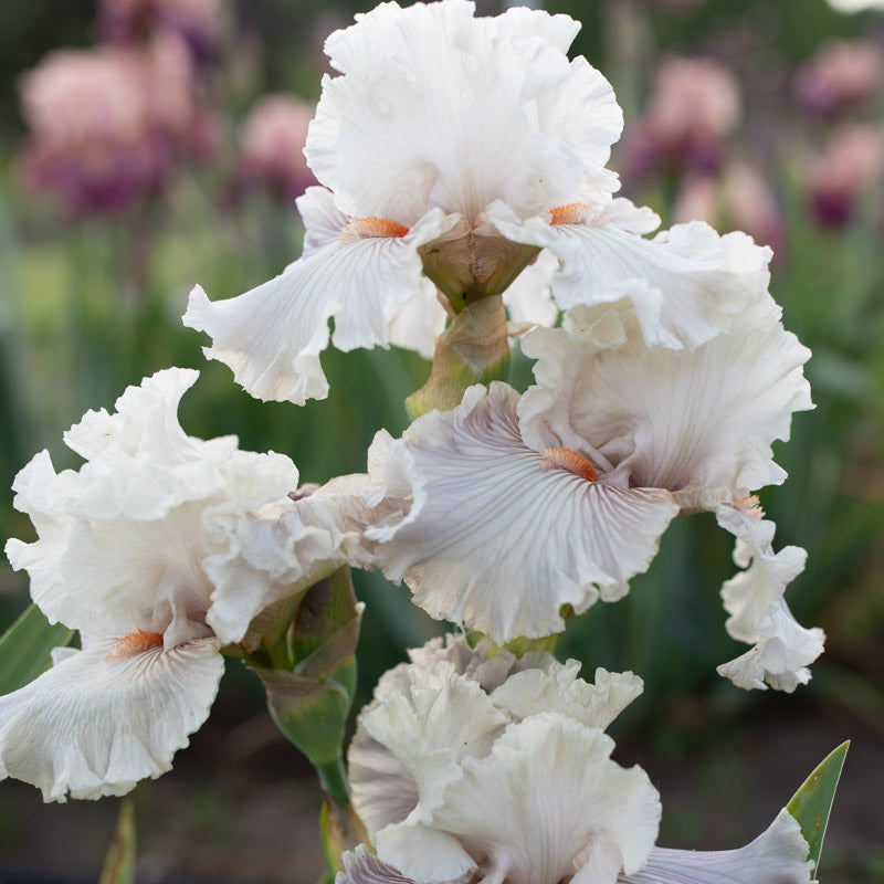 Iris Ghost Writer – Floret Library