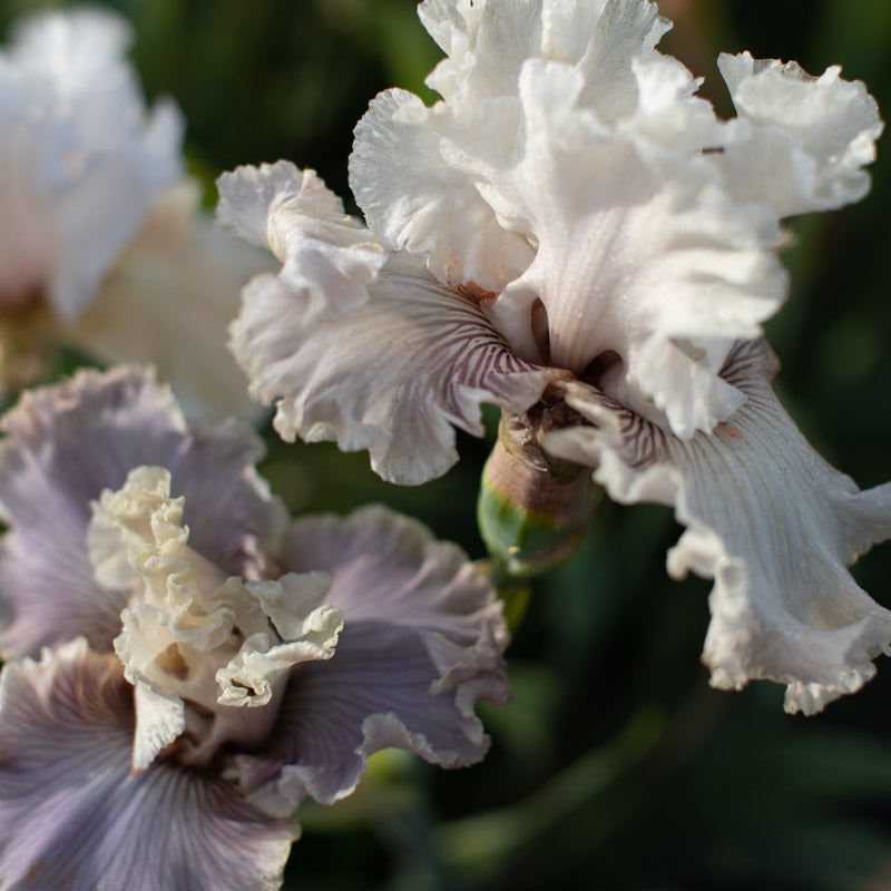 Iris Ghost Writer – Floret Library