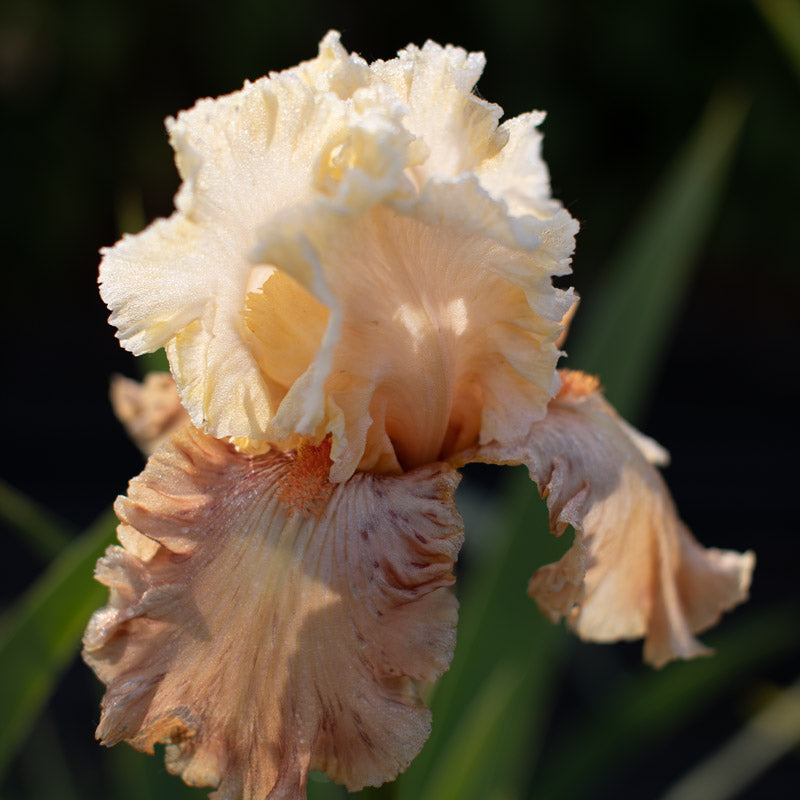 Iris King Of The Road – Floret Library