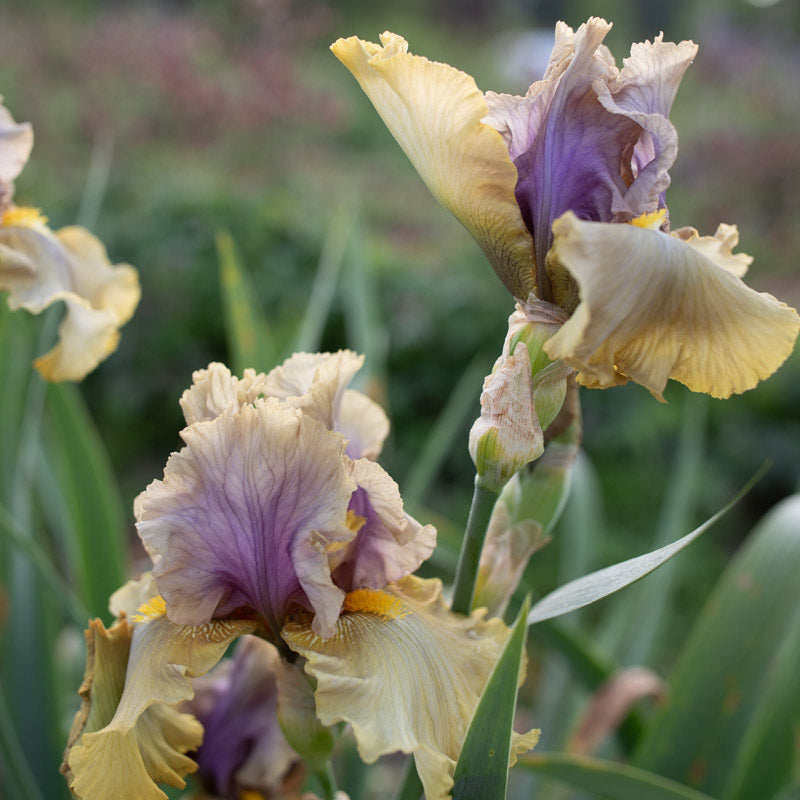 Iris Let Evening Come – Floret Library