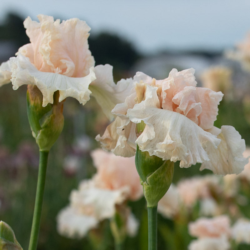 Iris Magical – Floret Library