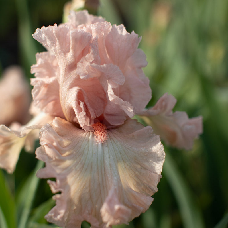 Iris Marital Bliss – Floret Library