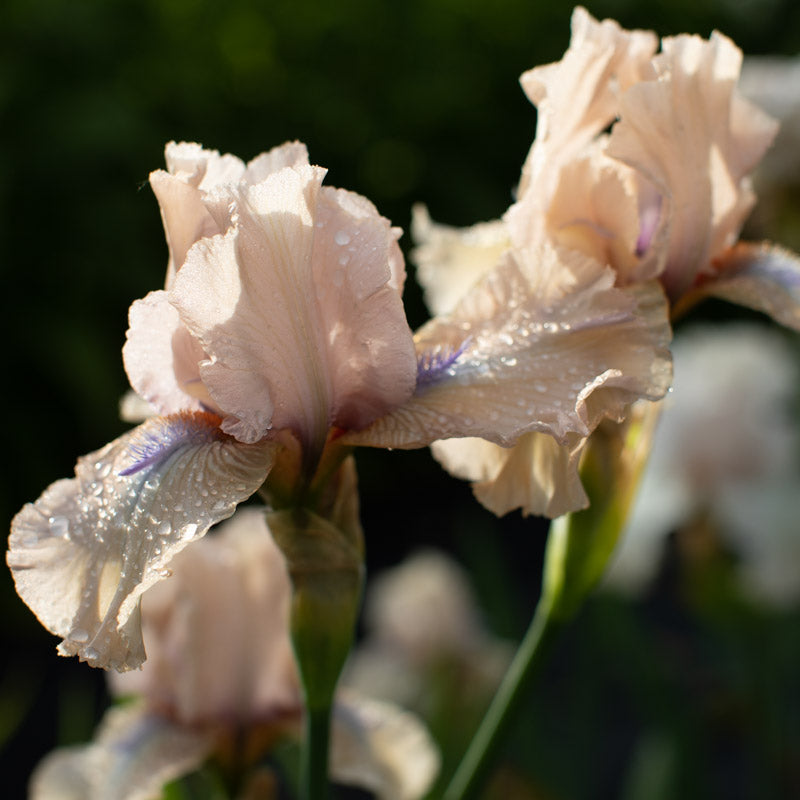 Iris Rite Of Passage – Floret Library