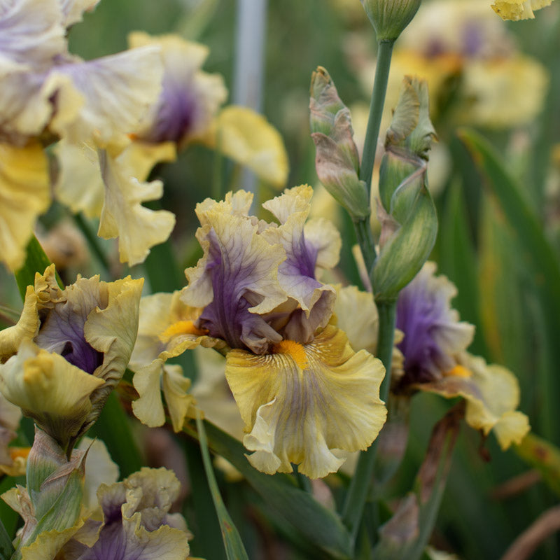 Iris Secret Rites – Floret Library