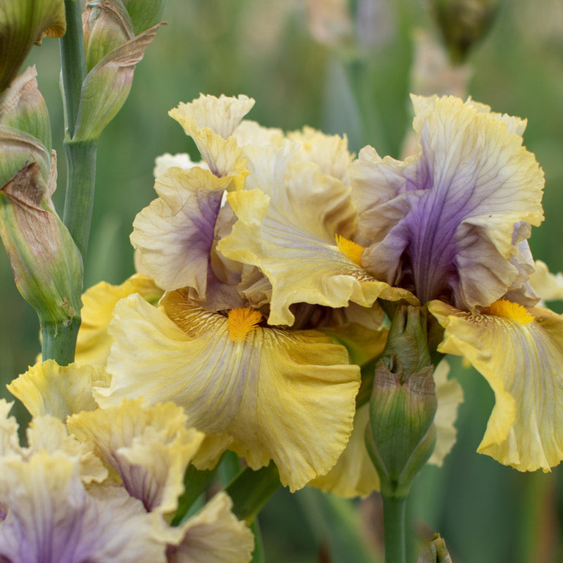 Iris Secret Rites – Floret Library