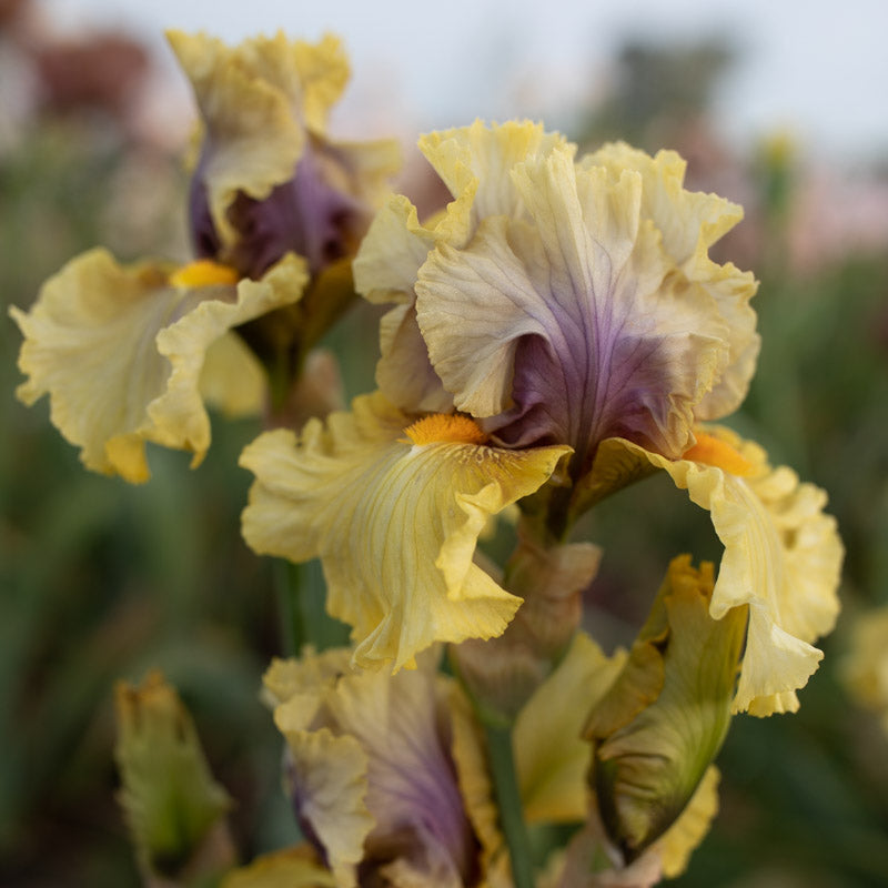 Iris Secret Rites – Floret Library