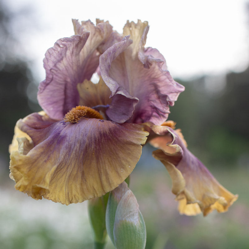 Iris Shadowed Moon – Floret Library