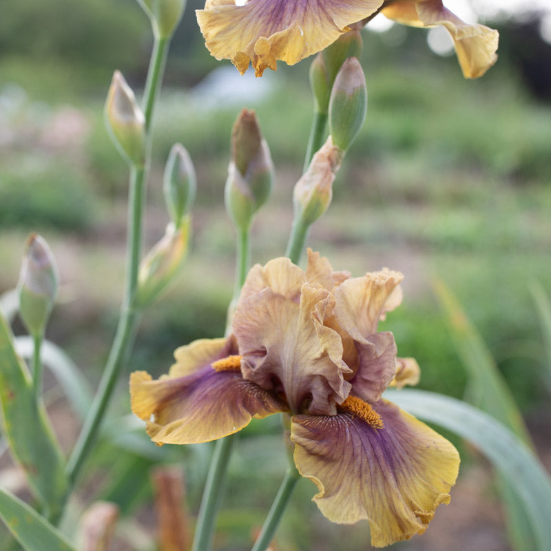 Iris Shadowed Moon – Floret Library