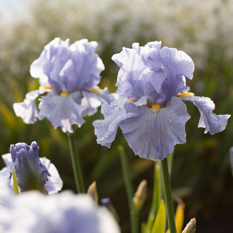 Iris Sky and Sun – Floret Library