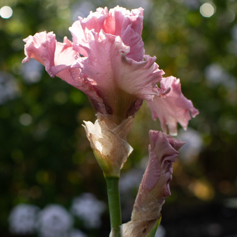 Iris Star Appeal – Floret Library