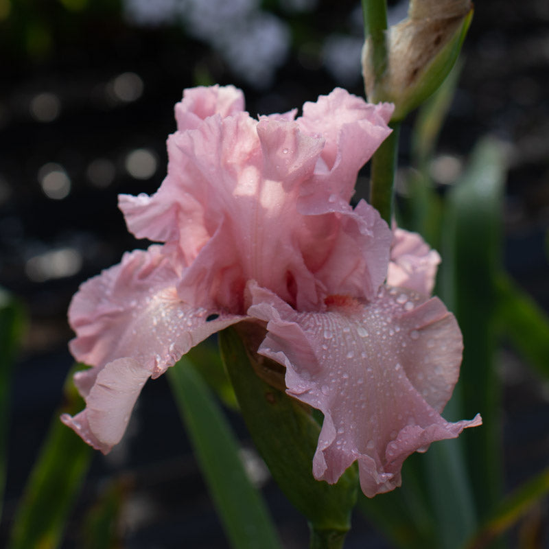 Iris Star Appeal – Floret Library