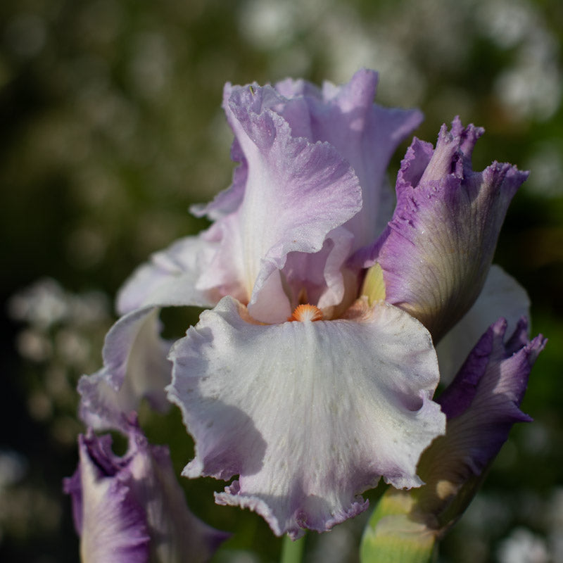Iris Starcrest – Floret Library