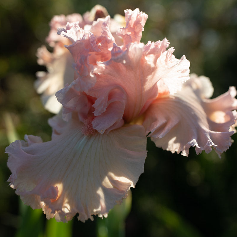 Iris Strawberry Shake – Floret Library