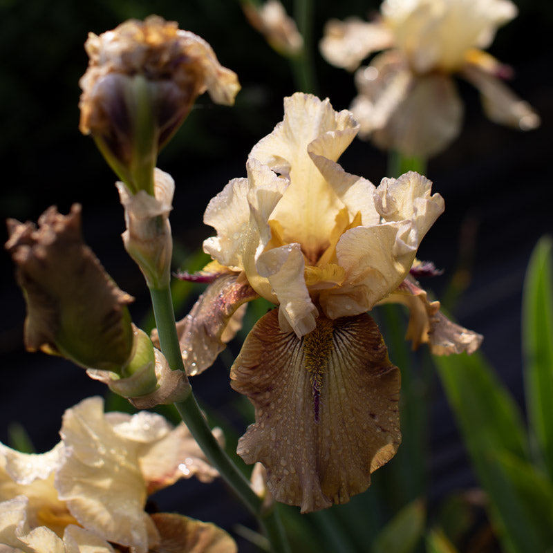 Iris Thornbird – Floret Library