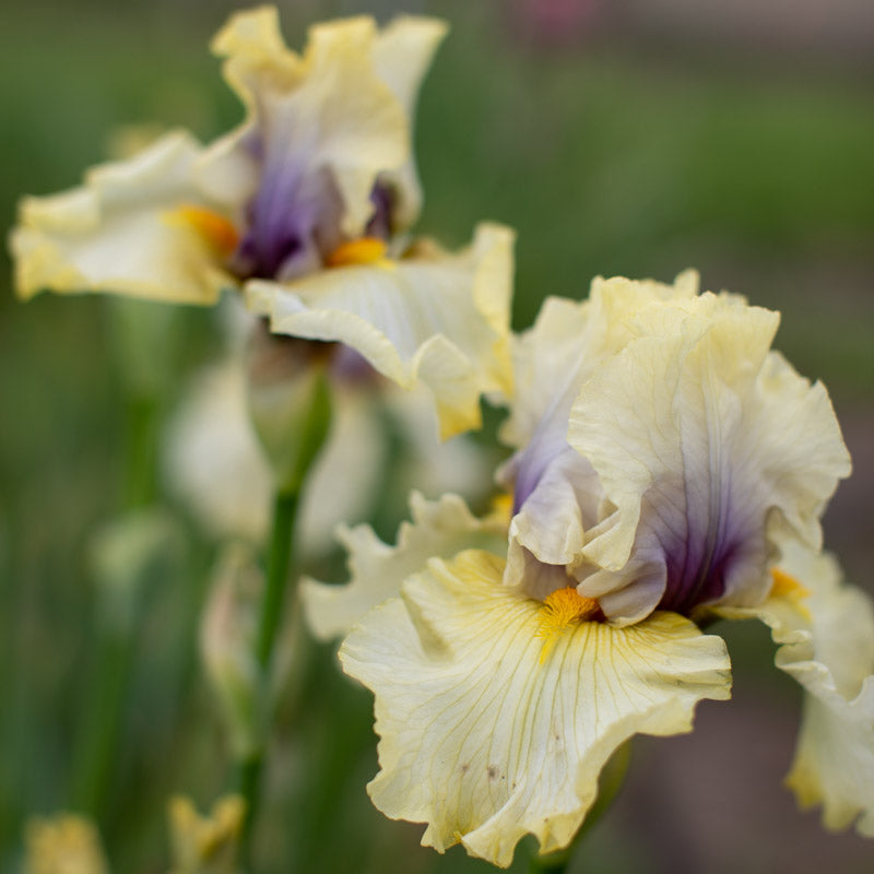 Iris Trade Secret – Floret Library