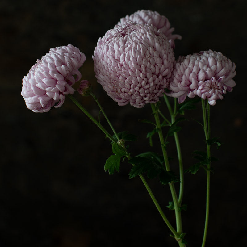 Chrysanthemum Pearl Edward Shaw – Floret Library