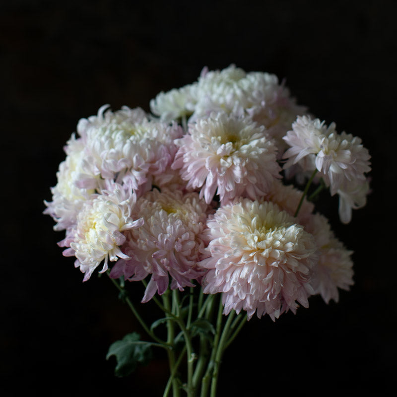 Chrysanthemum Pearl Edward Shaw – Floret Library
