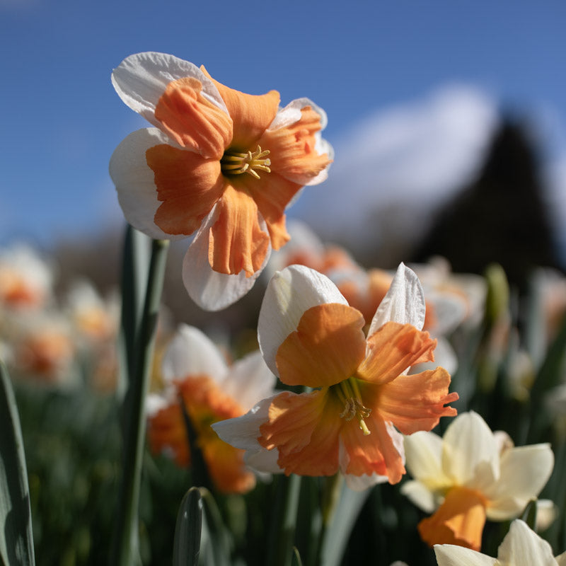Narcissus Electrus – Floret Library