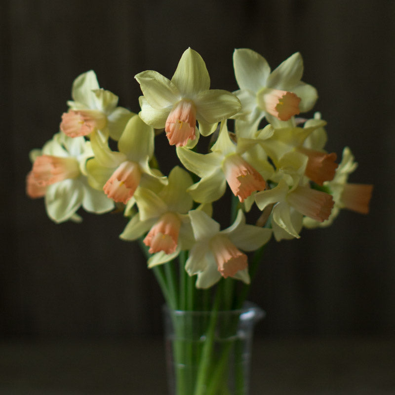 Narcissus Prototype – Floret Library