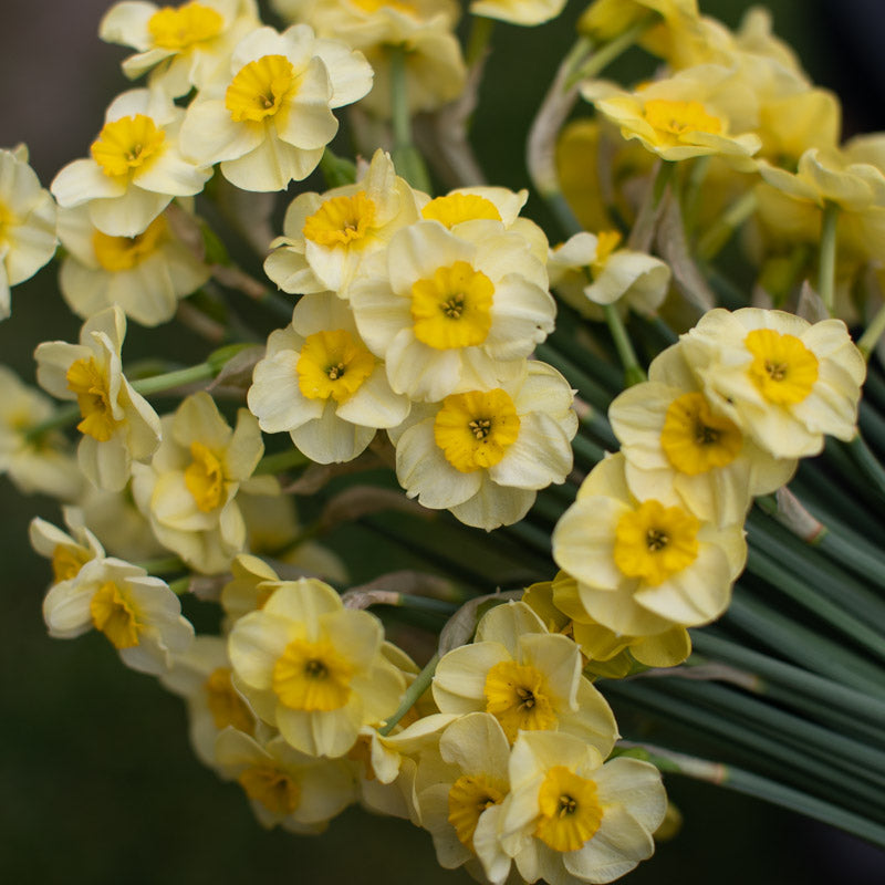 Narcissus Sun Disc – Floret Library