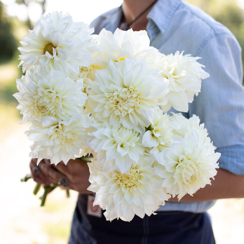 Dahlia Allie White – Floret Library