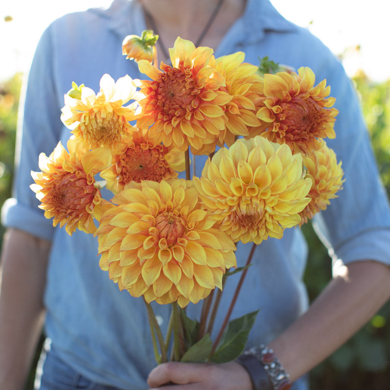 Dahlia Bloomquist Globe – Floret Library